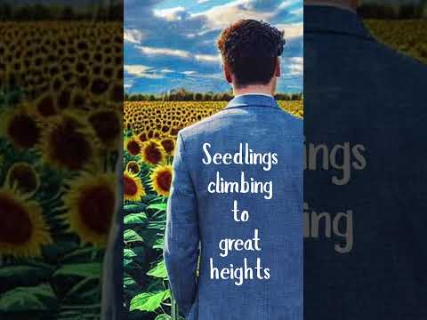 Merci Sunflower