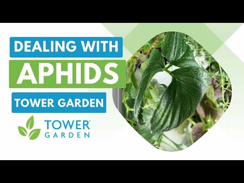 How to deal with Aphids (hate them, lol)