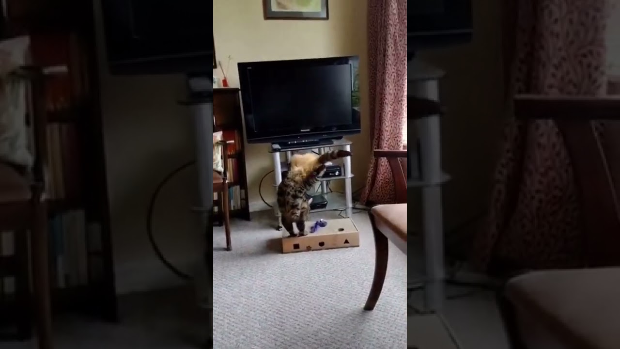 Cat walks on front legs