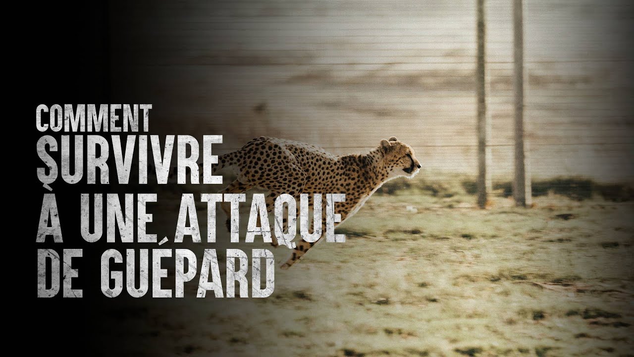 Comment survivre à une attaque de guépard
