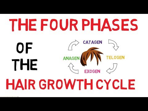 The Four Phases Of The Hair Growth Cycle | #AdamExplains