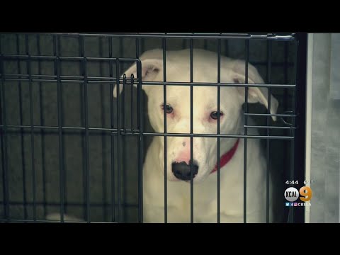 Shelter Animal Adoption Shop To Open In Westfield Century City Mall