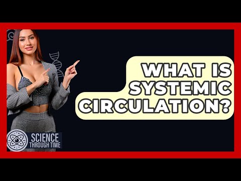 What Is Systemic Circulation? - Science Through Time