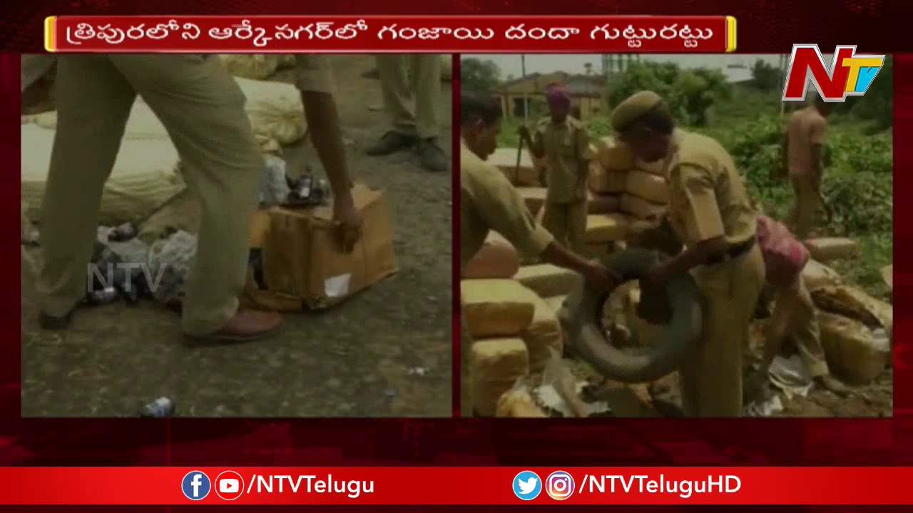 250 kg of ganja seized in West Tripura, 1 arrested | NTV