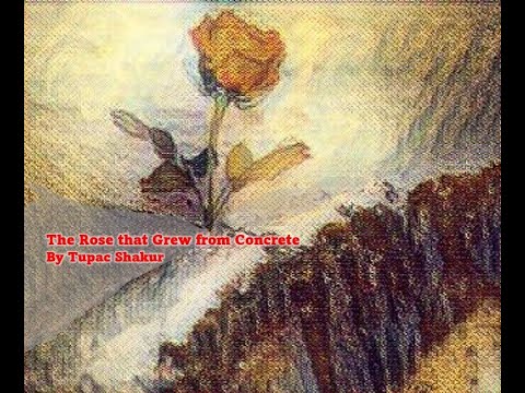 "The Rose that Grew from Concrete" by Tupac Shakur