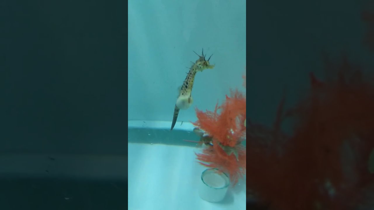 Hippocampus abdominalis birth video