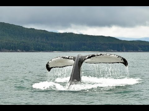 Do whales have to Equalize as they dive?