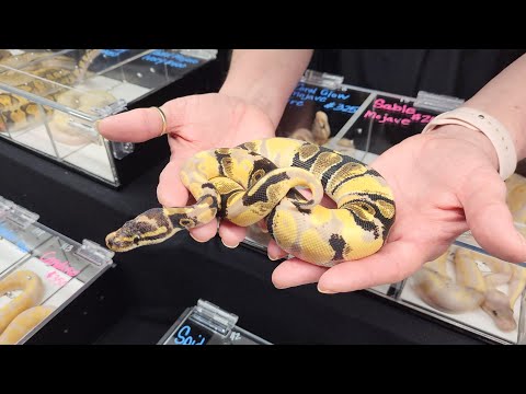 Bryan/College Station HERPS show! (March 2022) RIP Mom!