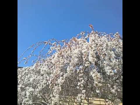 Weeping Cherry Tree