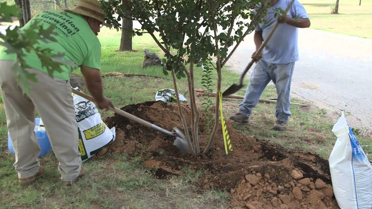 Planting A Tree in the Fall And The Correct Way To Plant.