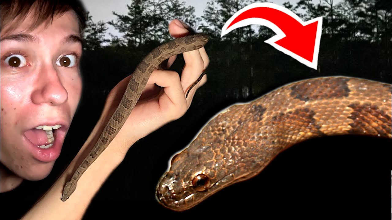 Up Close with a BROWN WATER SNAKE! - Night Time Herping In South Florida