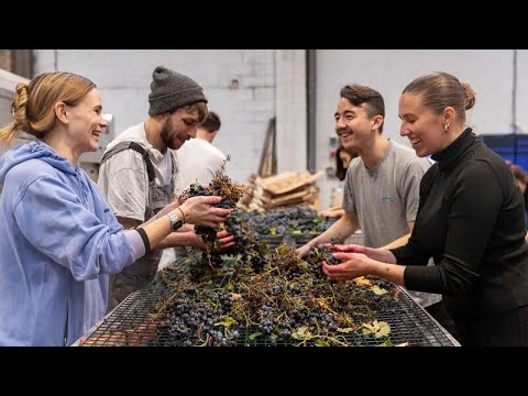 The London winery where you crush the grapes