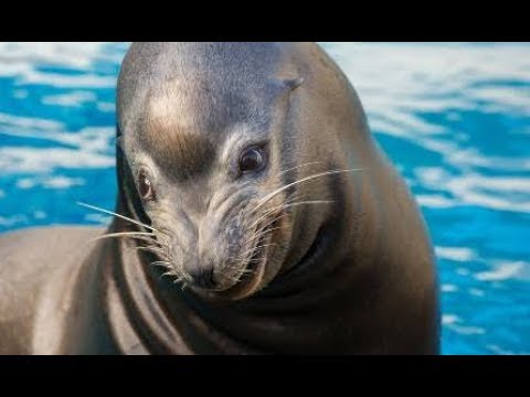 The Sea Lion can Smile! Seal Show at Taronga Zoo, Sydney (4K)