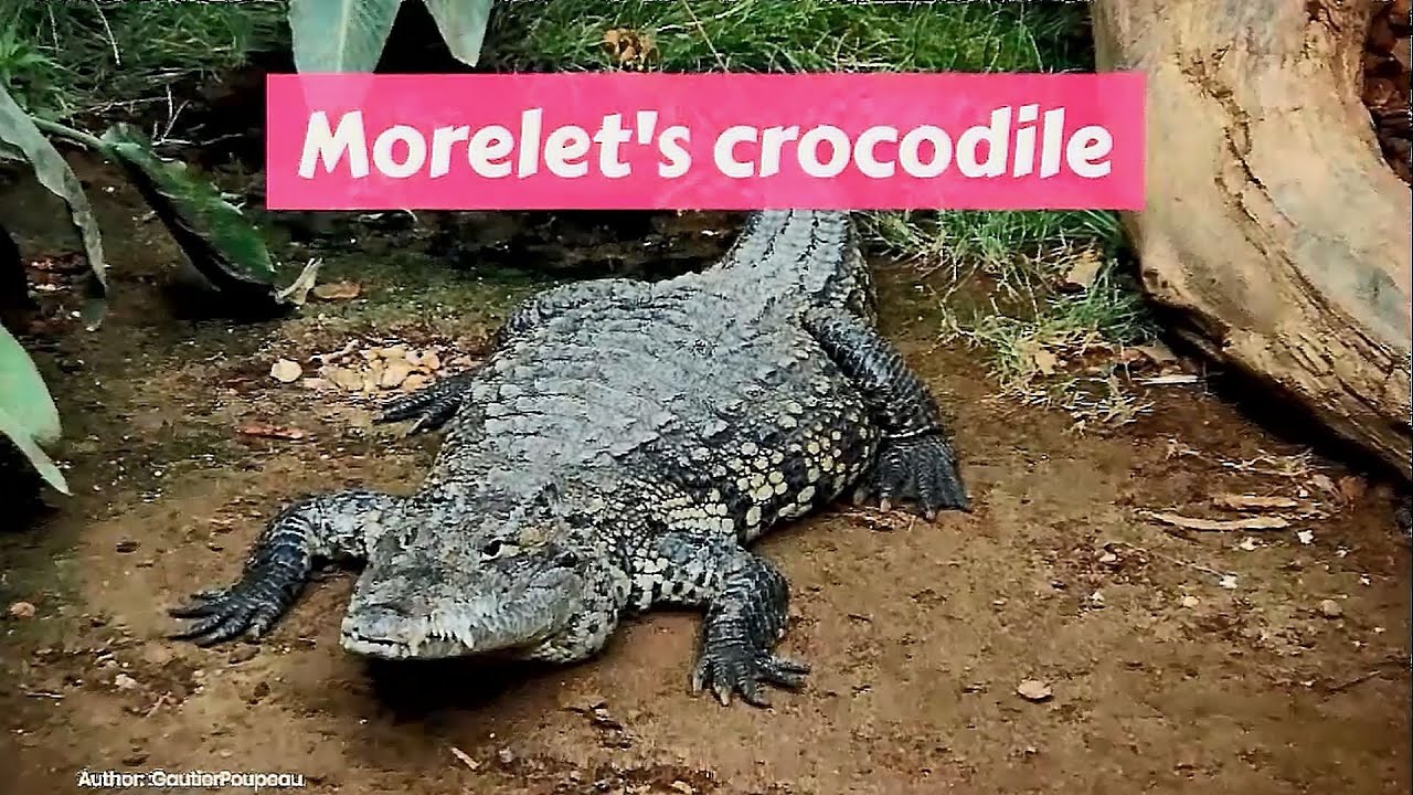Morelet's crocodile (Crocodylus moreletii)