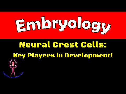 Neural Crest Cells: Key Players in Development! #anatomy #embryology #neet #usmle #fmge #inicet