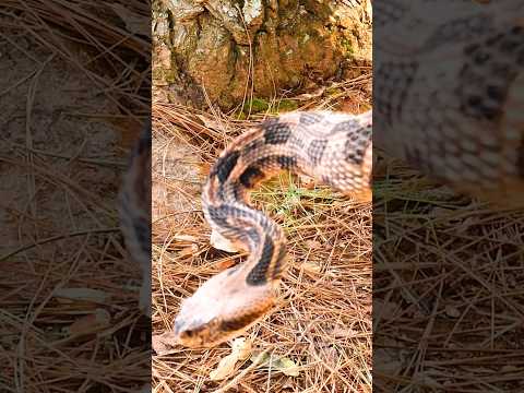 #Rattlesnake Facts