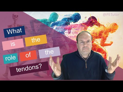 GCSE PE: What is the role of the tendons?