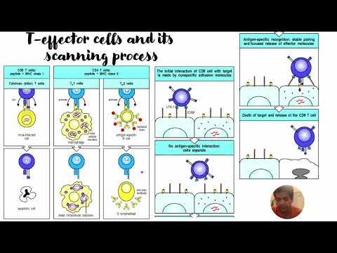 T-effector cells Response and Scanning process #Code: 398