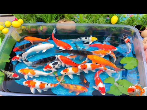 Unboxing Ikan Cupang Hias, Ikan Koki, ikan lele, Glofish, Ikan Hias, Koi jumbo, Guppy, Ikan Channa