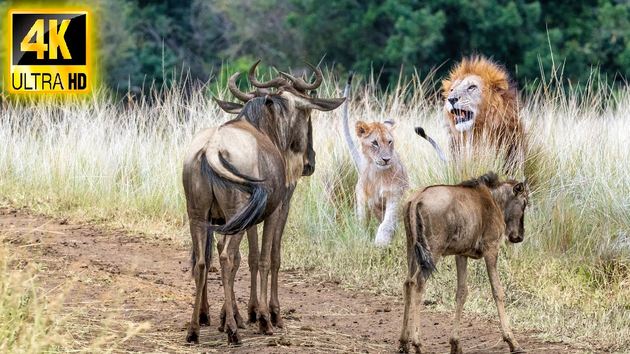 Videos and Trailers | Discovery Channel Shows | Explore More