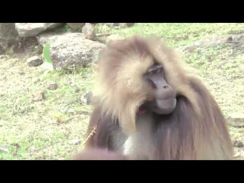 Dartmouth anthropologist researches gelada monkey communication