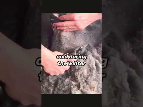 The Importance of Shearing for Sheep Health