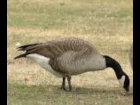 Goose - LEARN TO READ SERIES - Learn about GEESE (with verbal cues)