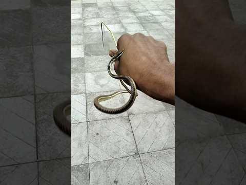 கொம்பேறி மூக்கன் நஞ்சுள்ள பாம்பா ? #facts#snake#snakes#myths#tamilshorts#wildlife#tamil#venom#nature