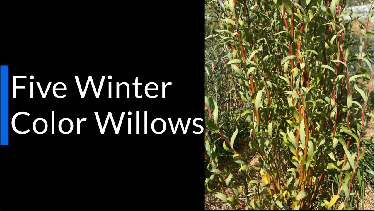 Five Colorful Willows for Winter