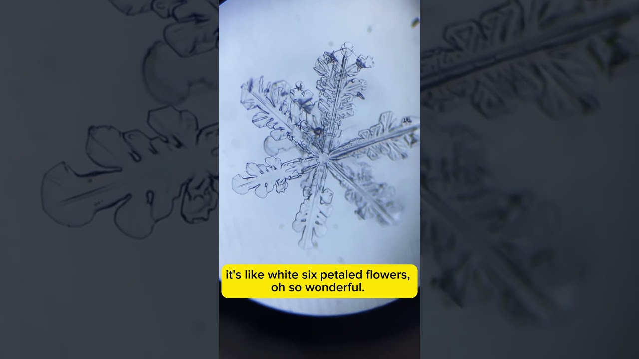 What does snow look like under a microscope? ❄️🔬