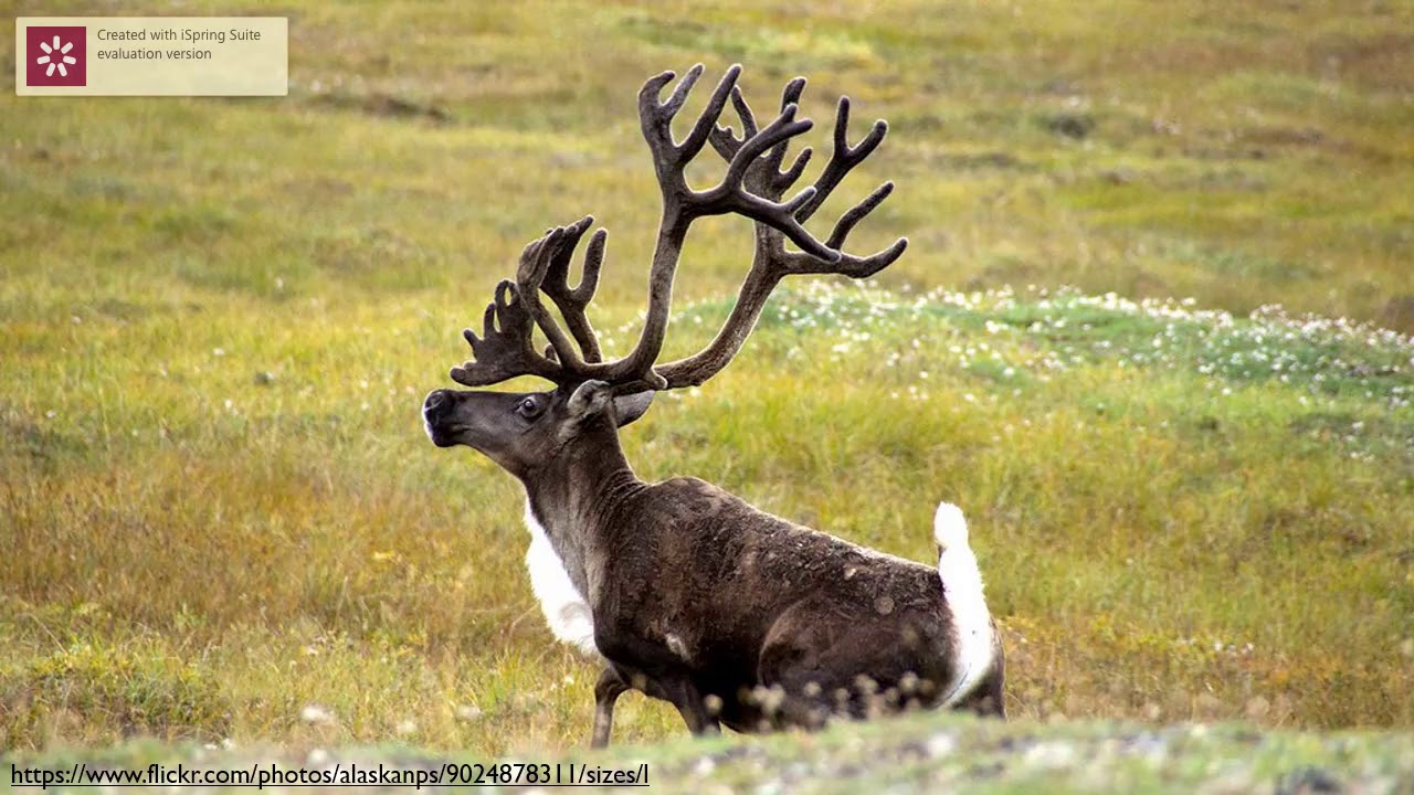 Spring Phenology and Species Trophic Mismatch