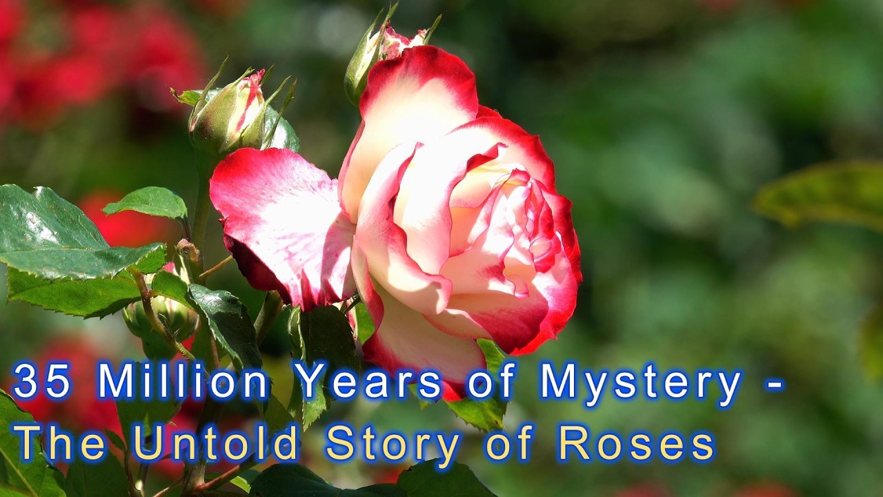 35 Million Years of Mystery - The Untold Story of Roses