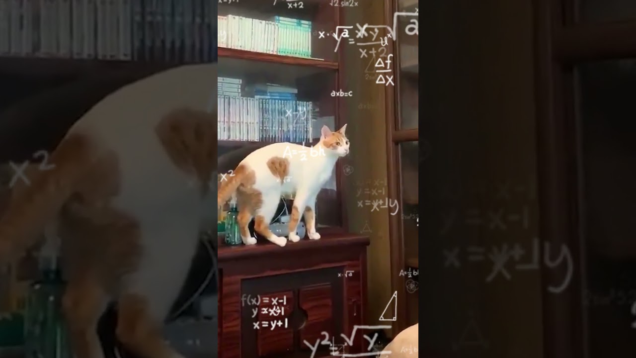 this cat is so smart it's scary 😨