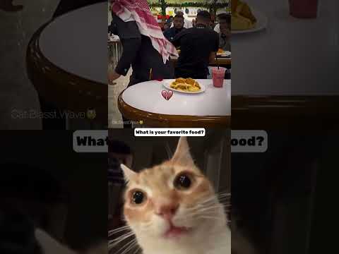 #cat #top #viralvideo #shortsfeed #views #memes