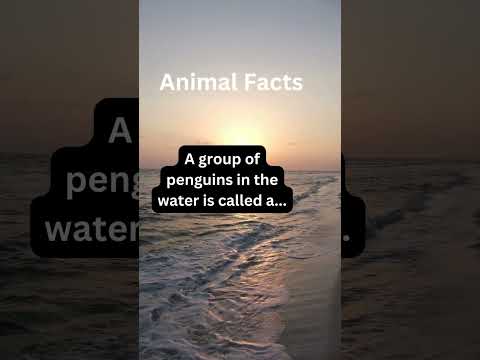 Facts - A group of penguins in the water is called a... #shorts #facts #factshorts