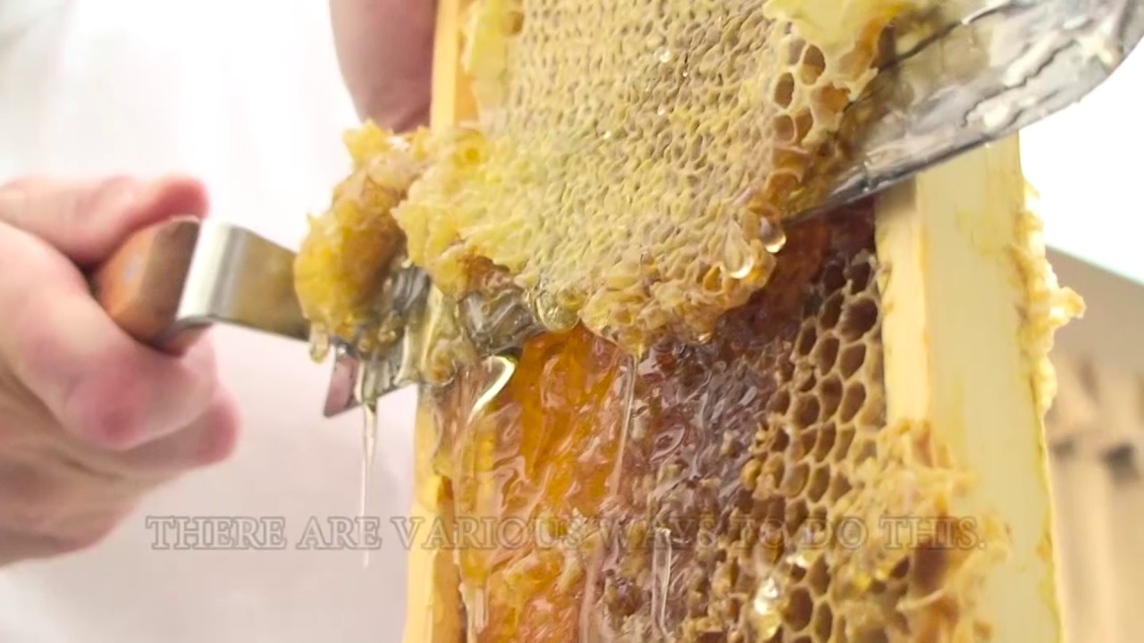 How To Extract Honey From A Bee Hive (Beginners Guide)
