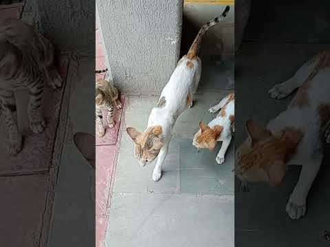 Feral kittens play fight @PrettyKittens