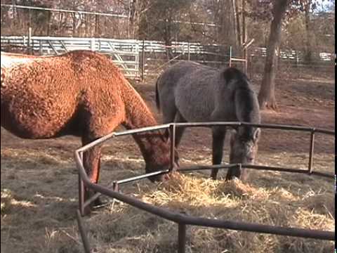 Curly Horse Ranch in Oklahoma