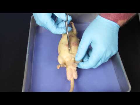 Carolina's Perfect Solution® Rats