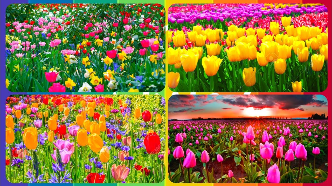 Spring Special Amazing Wallpapers @Nature Beautiful Wallpapers