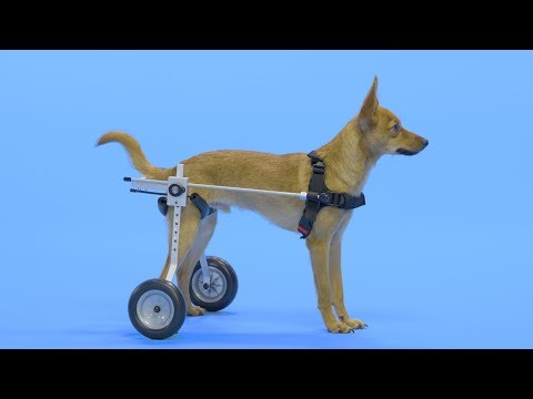 How to Measure Your Dog for Best Friend Mobility Wheelchairs | Chewy