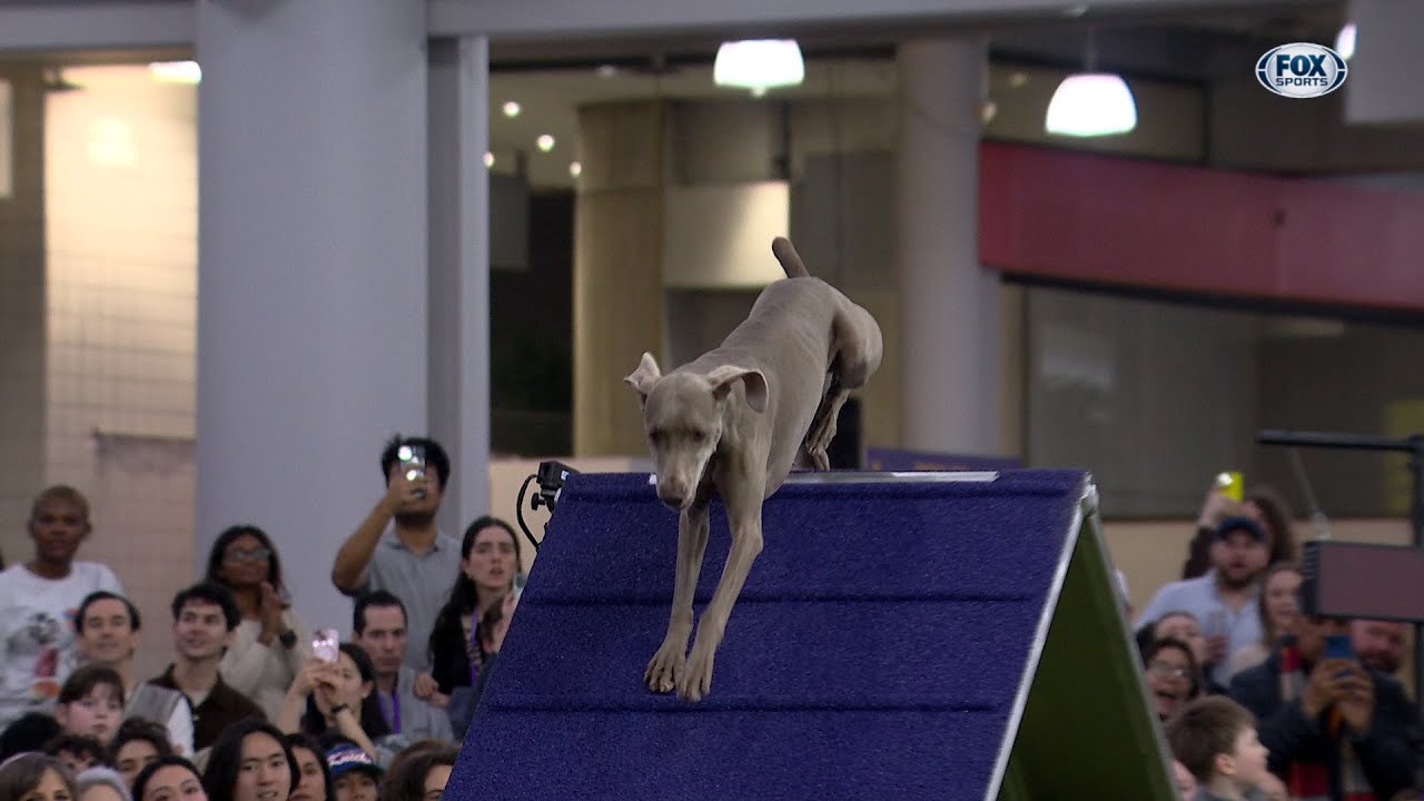 Sterling the Weimaraner wins the 24