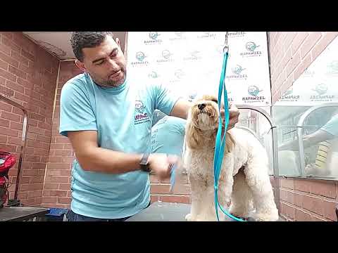 Rapawzel Dog Groomer and Day Care