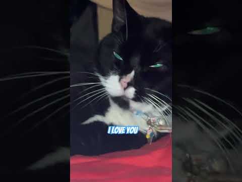 #cute #funny #reels #memes #shorts #fyp #cat #like #subscribe #gamer #gaming #roblox #support