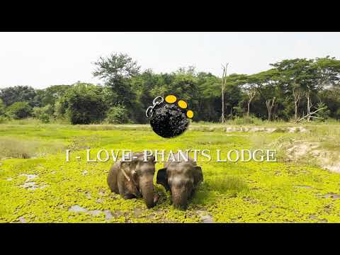 I Love Phants Lodge Thailand