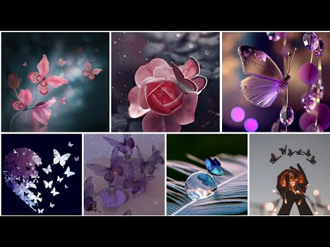Beautiful butterfly wallpapers🦋💜||butterfly dpz