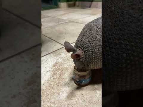 🍯 Cutest Armadillo Ever! 😍