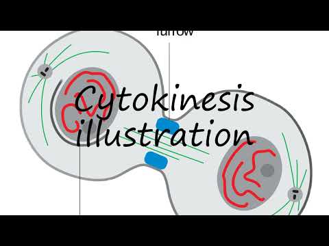 How to pronounce Cytokinesis illustration in English?