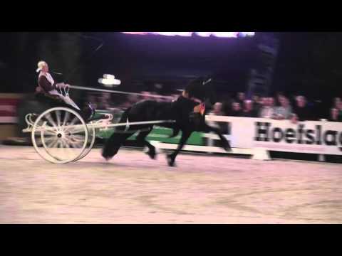 The Friesian Connection proudly welcomes: Tjaarda 483 Sport!