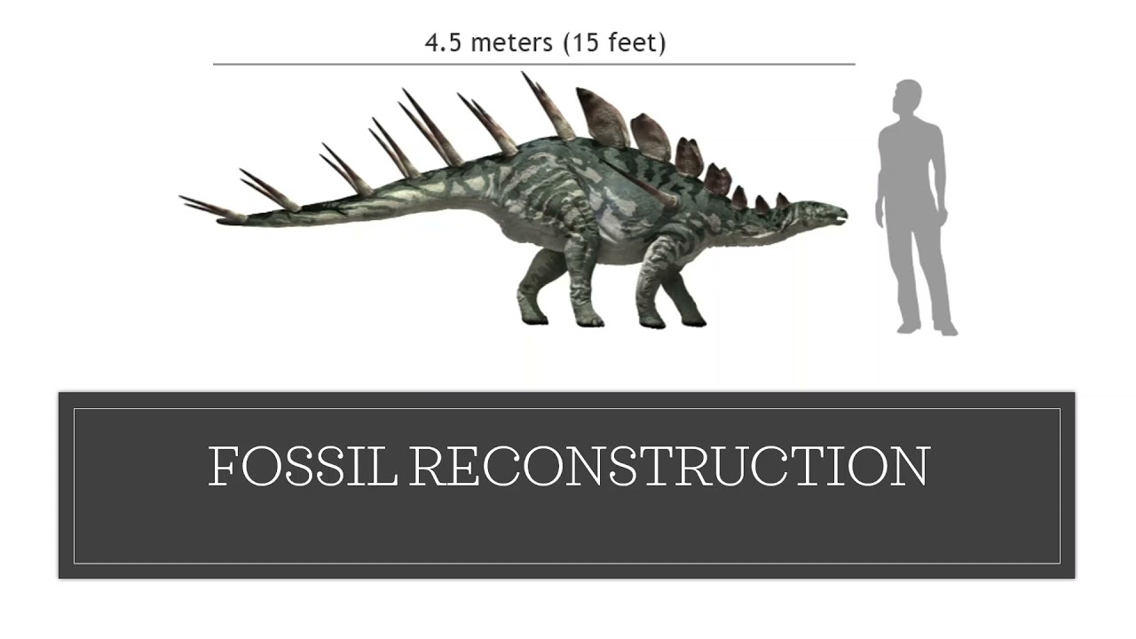 Kentrosaurus aethiopicus 2021
